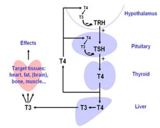 Thyroid Dysfunction | Dr. Emina Jasarevic, Kelowna BC